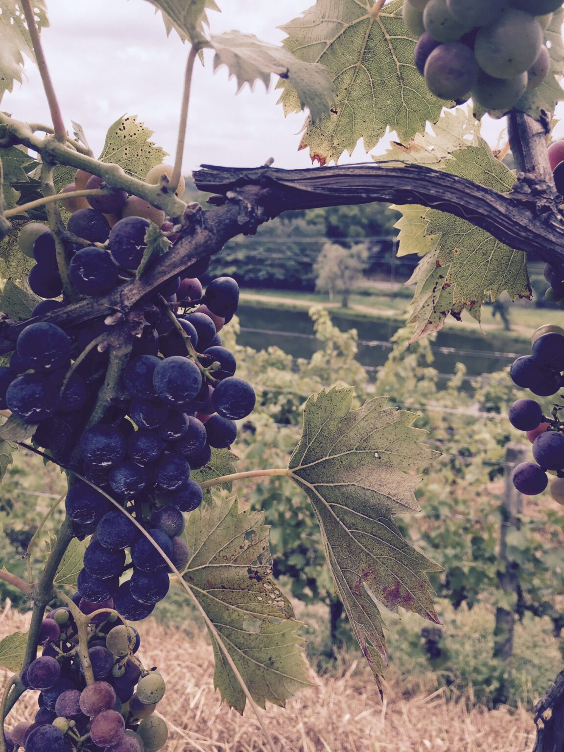 Sunday Music Jam with Jordan Allen - January 25th | Blue Mountain ...