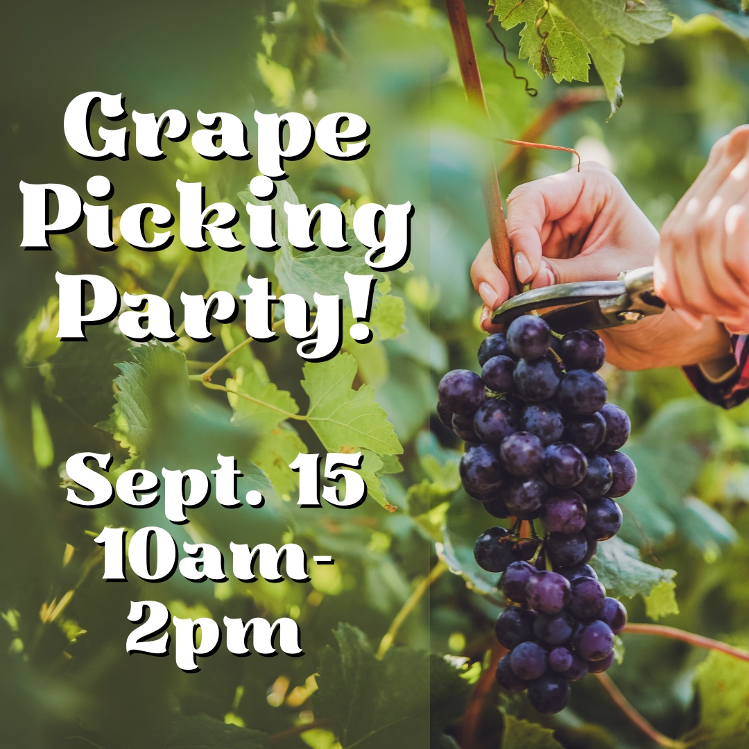 Grape Picking Party - Sunday, September 15th | Blue Mountain Vineyards ...
